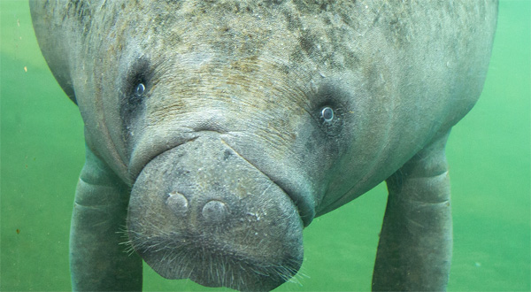 De zeekoe in de sauna | Safari Meeting Centre midden in Burgers' Zoo!